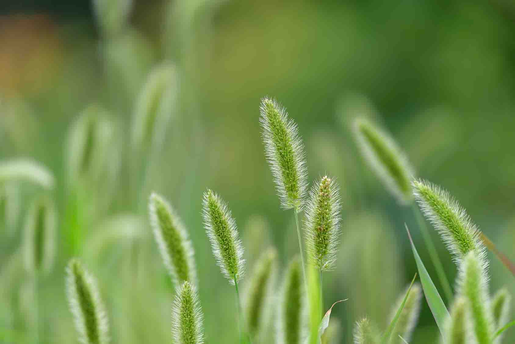 What Is Foxtail